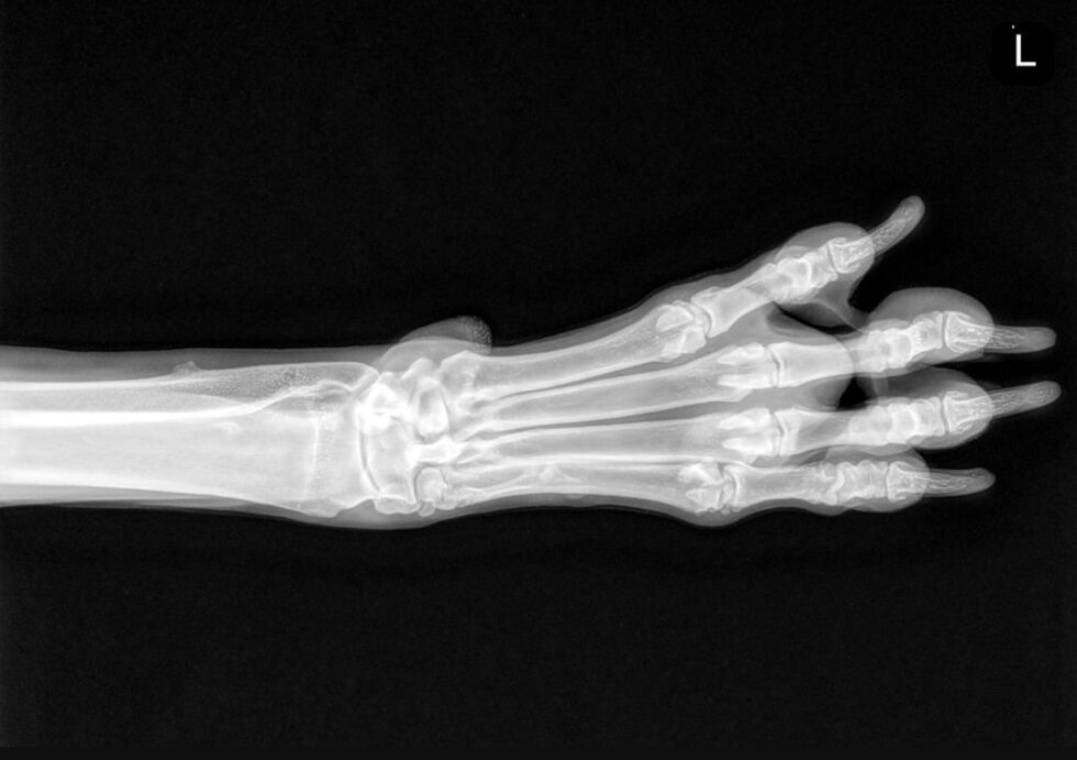 Radiograph (X-Ray) - Vital Animal Vet Clinic