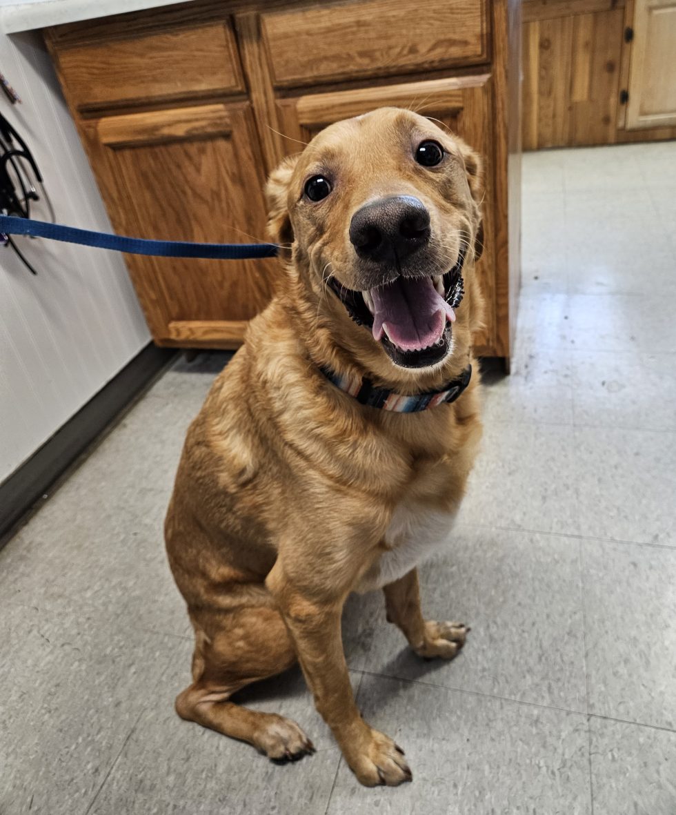 Animals We Treat - Vital Animal Vet Clinic